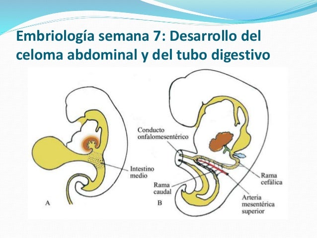 Embriología semana 7