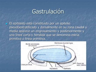 Embriología sexualidad.ppt
