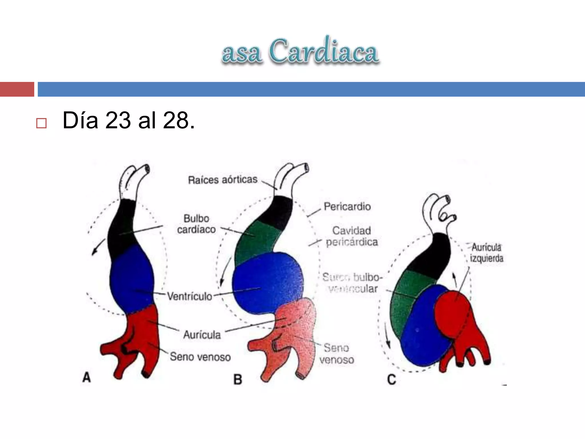 Embriología Sistema Cardiovascular | PPTX
