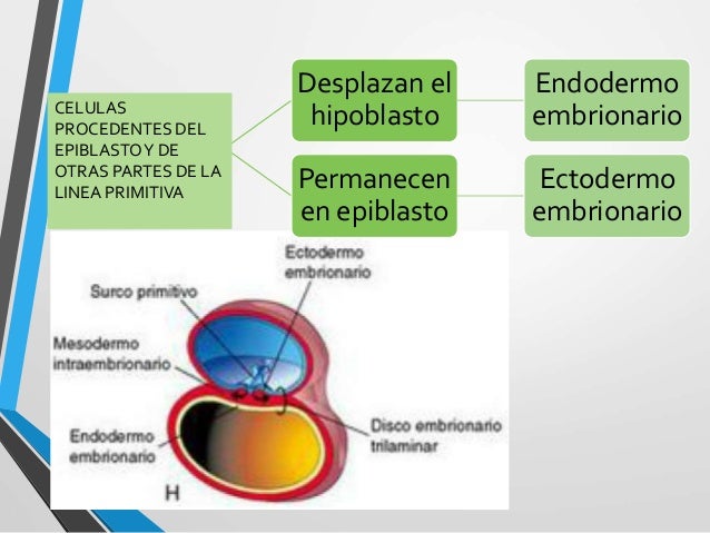 Embriología, tercera semana del desarrollo humano