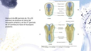 Embriología tubo neural.pptx