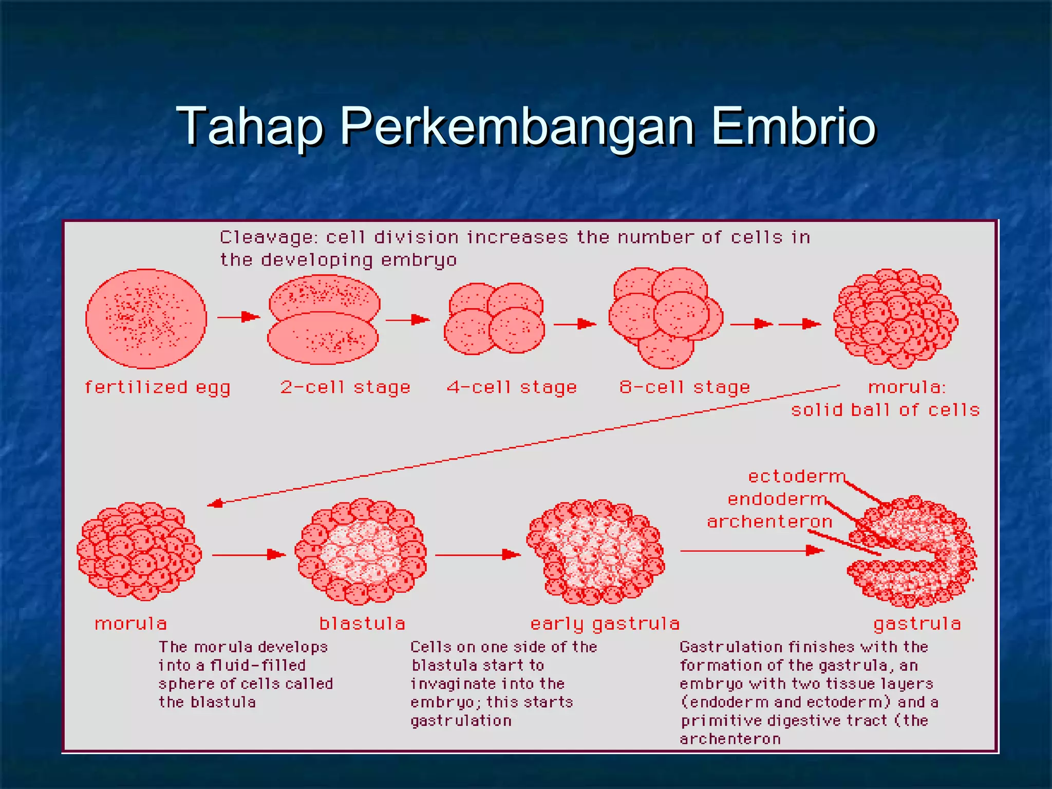 Embriologi | PPT