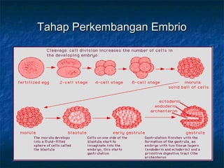 Embriologi | PPT