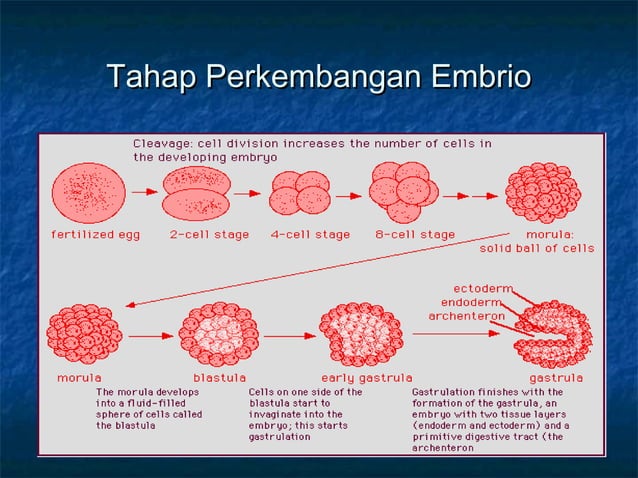 Embriologi | PPT