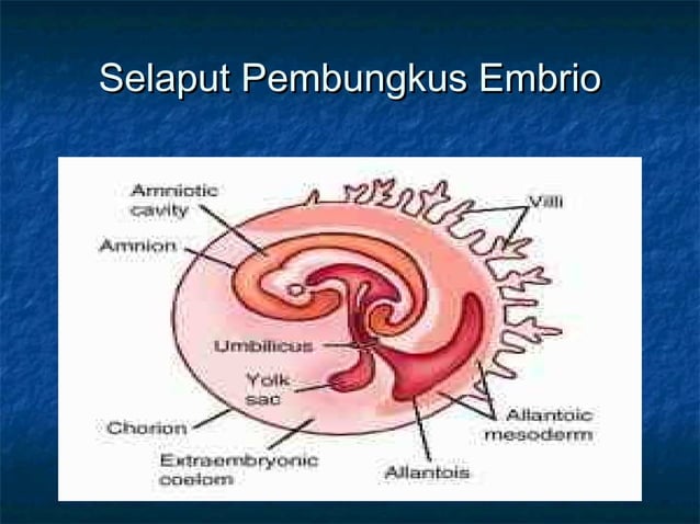 Embriologi | PPT