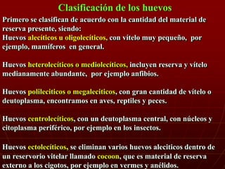FECUNDACIÓN SEGMENTACIÓN histologia vete | PPT