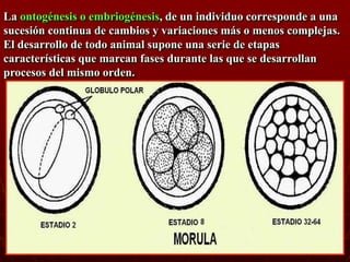 FECUNDACIÓN SEGMENTACIÓN histologia vete | PPT