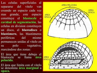 FECUNDACIÓN SEGMENTACIÓN histologia vete | PPT