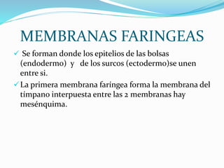Embriologia | PPTX