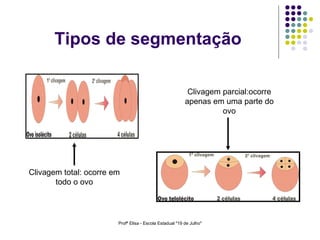 Embriologia | PPT