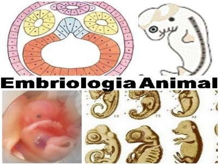 Embriologia