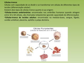 Embriologia | PPT