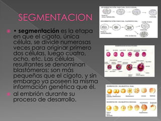 Embriologia | PPTX