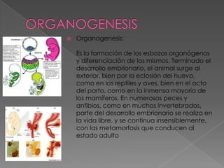 Embriologia | PPTX