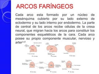 Embriologia y Desarrollo Craneo Facial | PPTX