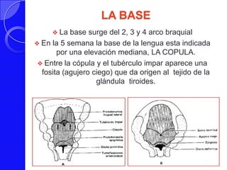 Embriologia y Desarrollo Craneo Facial | PPTX