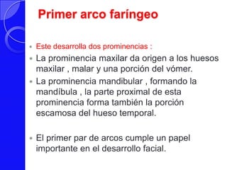 Embriologia y Desarrollo Craneo Facial | PPTX
