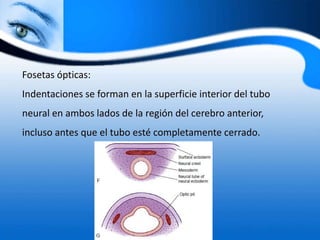 Embriologia | PPTX