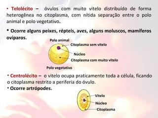 Embriologia | PPT