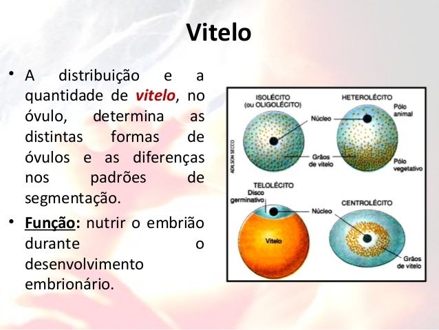 Embriologia