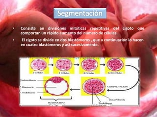 EMBRIOLOGIA.pptx