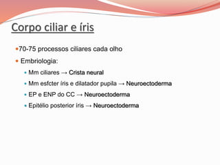 Embriologia.pptx