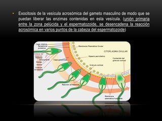 Embriologíabasicodemedicinaveterinaria.ptt