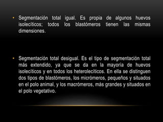 Embriologíabasicodemedicinaveterinaria.ptt