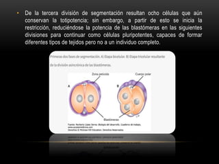 Embriologíabasicodemedicinaveterinaria.ptt