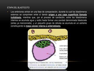 Embriologíabasicodemedicinaveterinaria.ptt