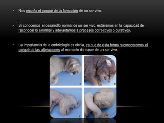 Embriologíabasicodemedicinaveterinaria.ptt