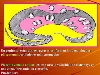 Embriologia 3-2008 | PPT
