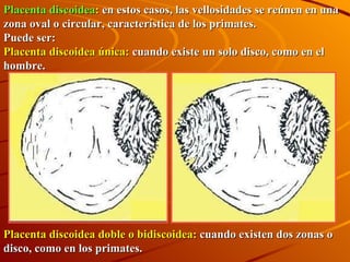 Embriologia 3-2008 | PPT