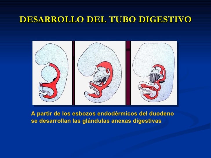 Embriologia Aparato Digestivo