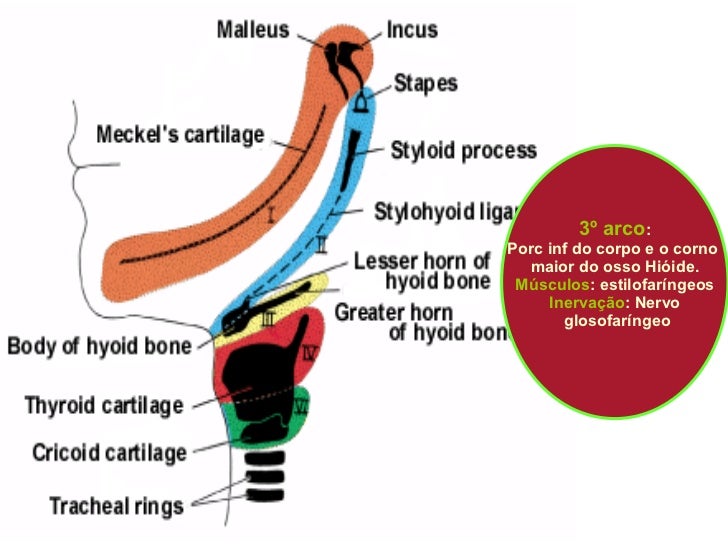 Embriologia CabeçA E PescoçO