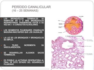Embriologia cavidades-respiratorio -digestivo | PPTX