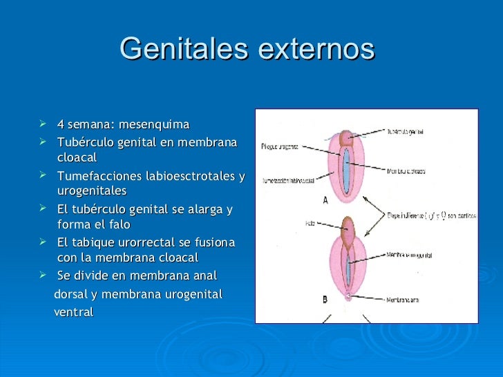 EMBRIOLOGIA DE GENITALES INT Y EXT