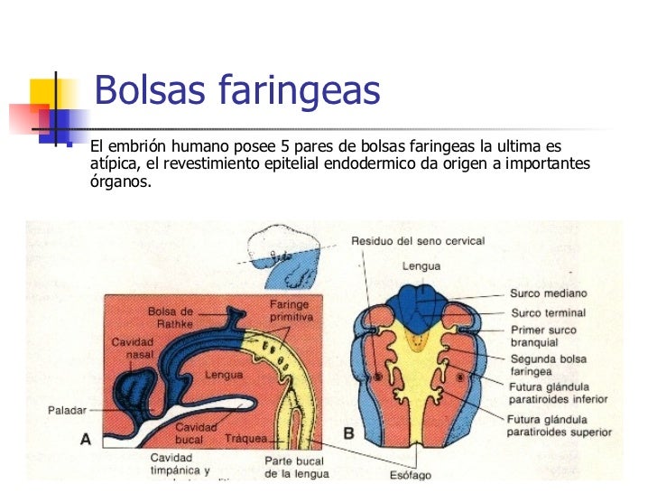 Embriologia de la Cara