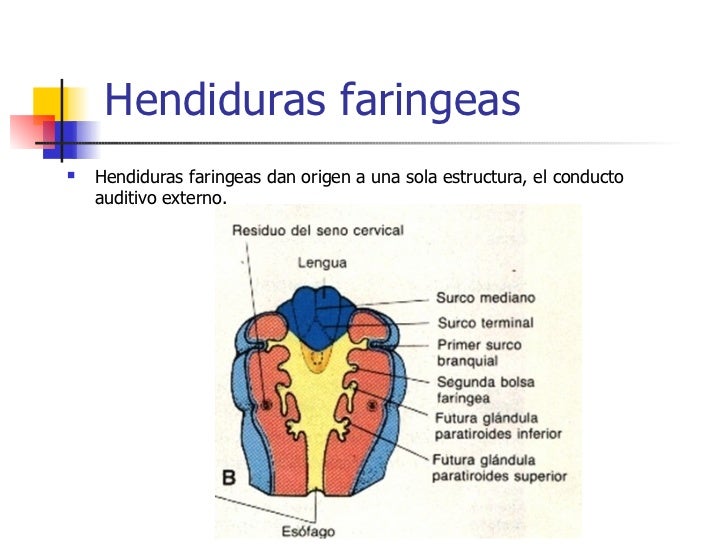 Embriologia de la Cara