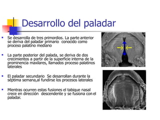 embriologia-de-la-cara1042.pptx
