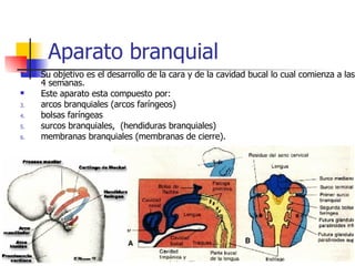 Embriologia De La Cara | PPT