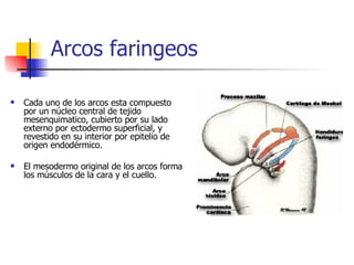 Embriologia De La Cara | PPT