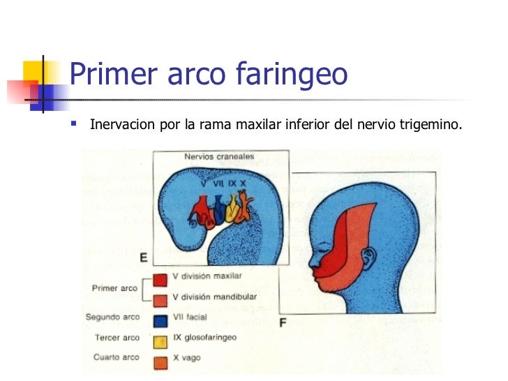 Embriologia De La Cara