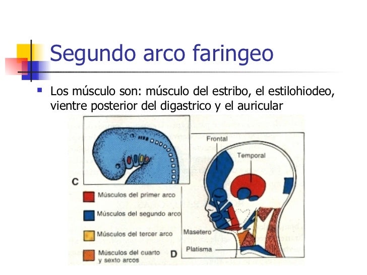 Embriologia De La Cara