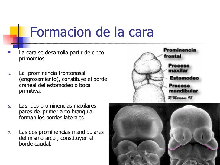 Embriologia De La Cara