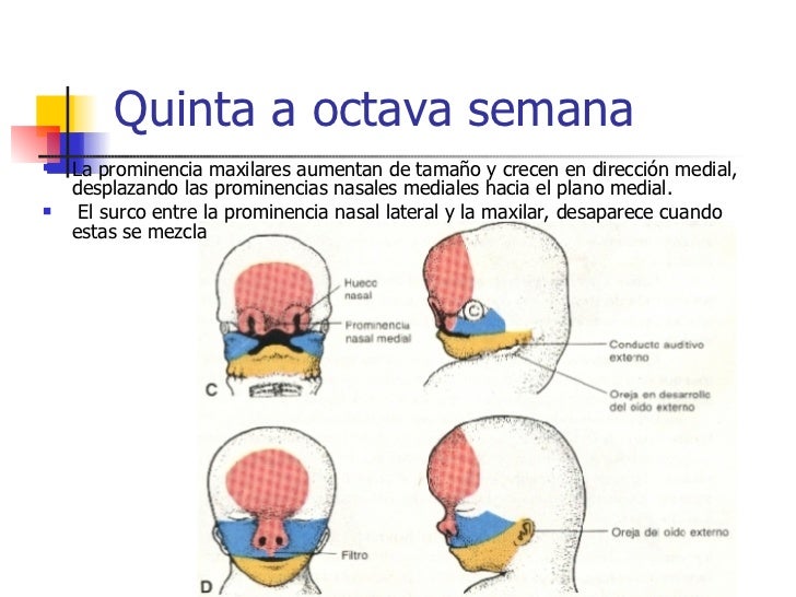 Embriologia De La Cara