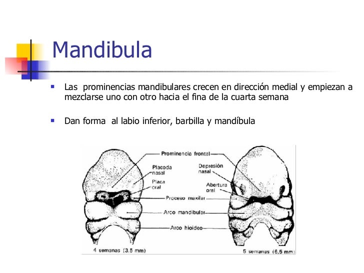 Embriologia De La Cara