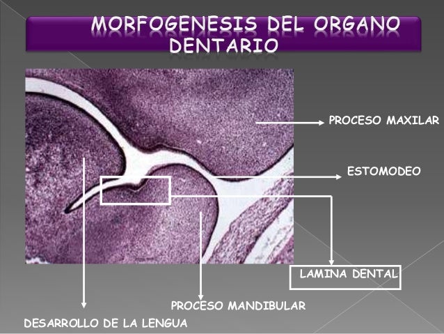 Embriologia de-los-dientes