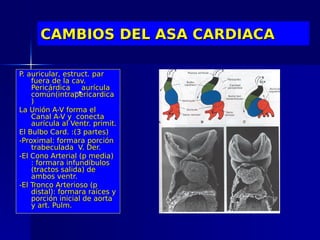 Embriologia de-sistema-cardiovascular | PDF