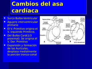 Embriologia de-sistema-cardiovascular | PDF